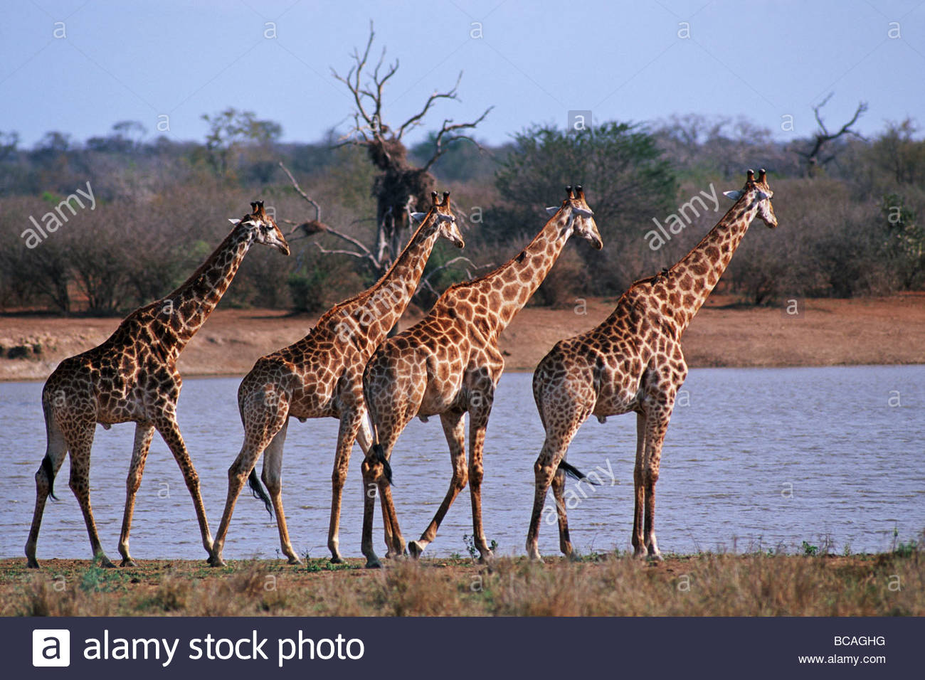 Symmetrical giraffe hi-res stock photography and images - Alamy