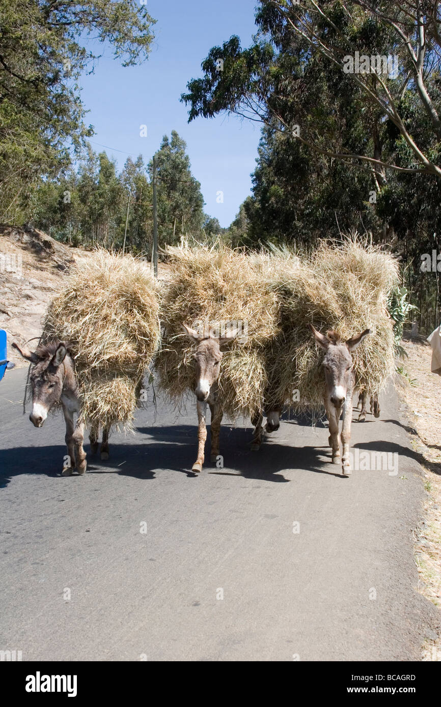 Donkeys carrying load hi-res stock photography and images - Alamy