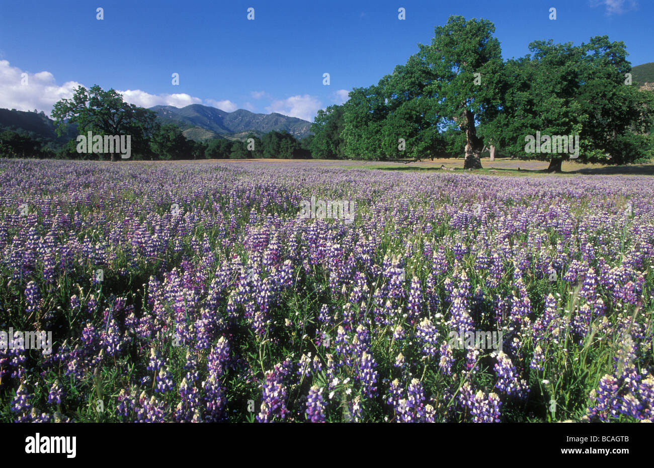 Fields of lupine and owl clover in the Valley Oak trees near Indians ...