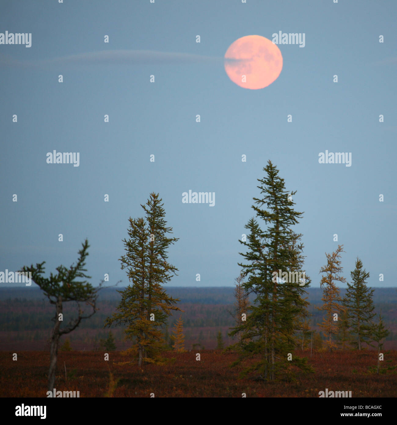 Yamal Peninsula, Tyumen region, North of West Siberia, Russia Stock ...