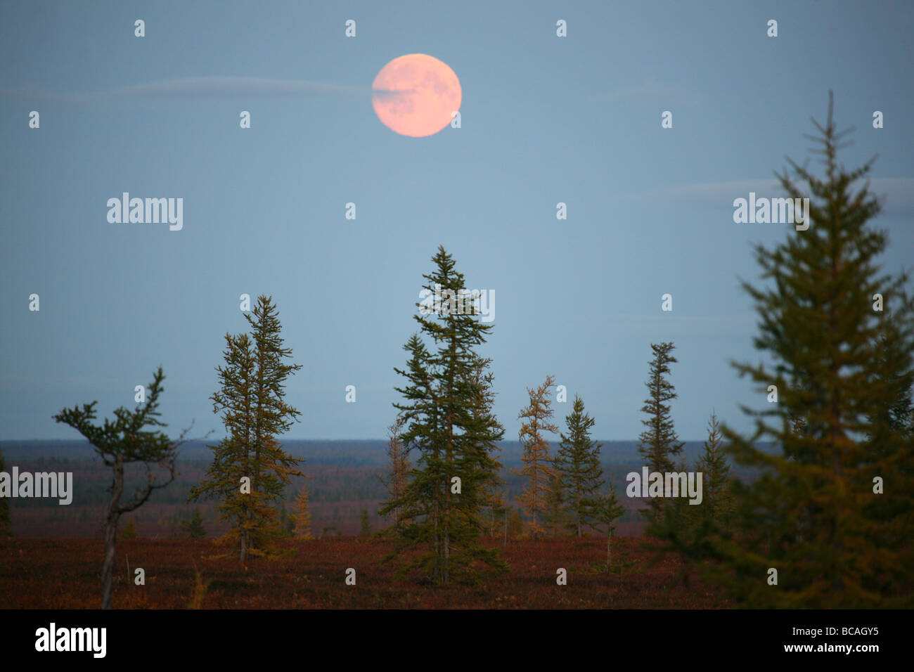 Yamal Peninsula, Tyumen region, North of West Siberia, Russia Stock ...