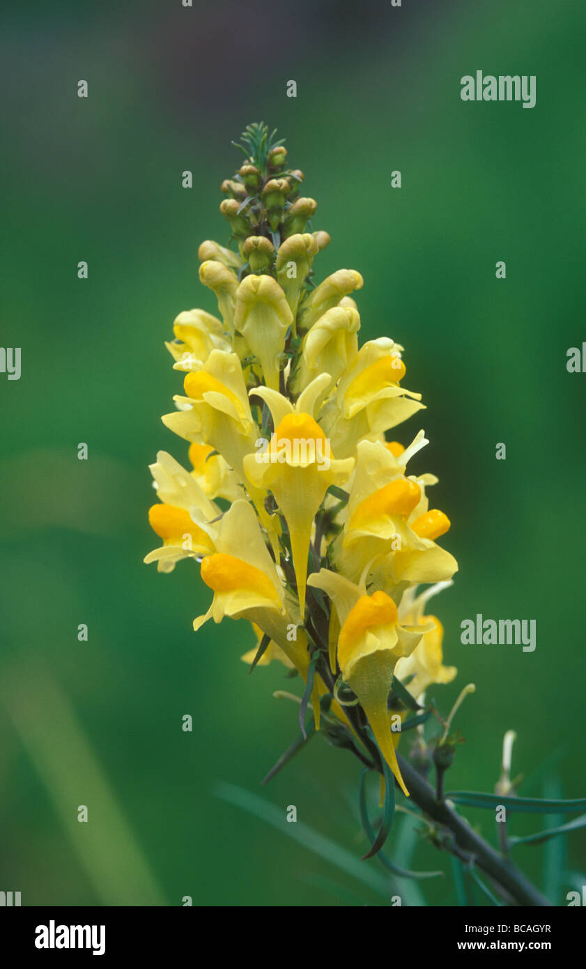 Linaria vulgaris linaria vulgaris hi-res stock photography and images ...