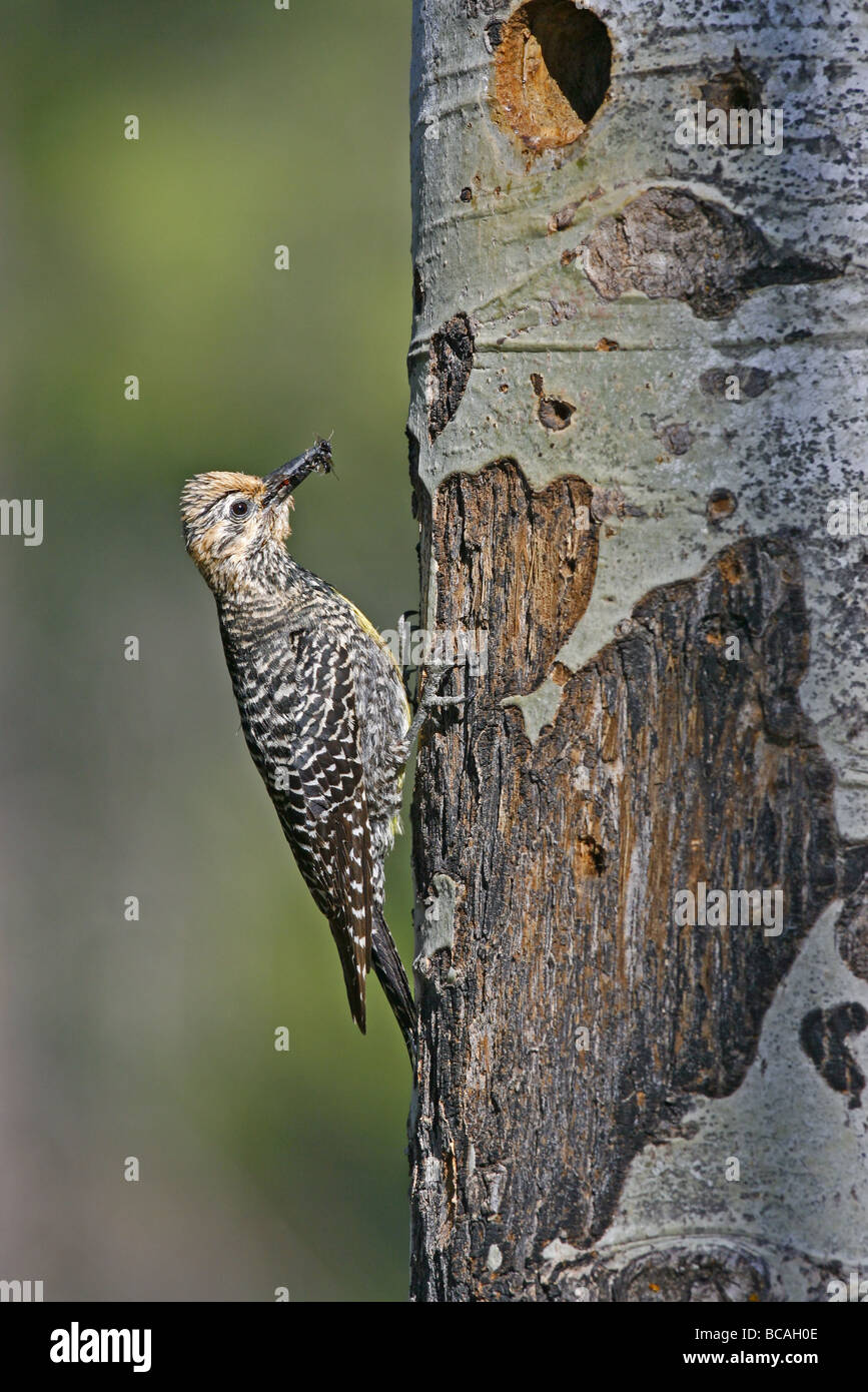 Williamson's Sapsucker female Stock Photo - Alamy