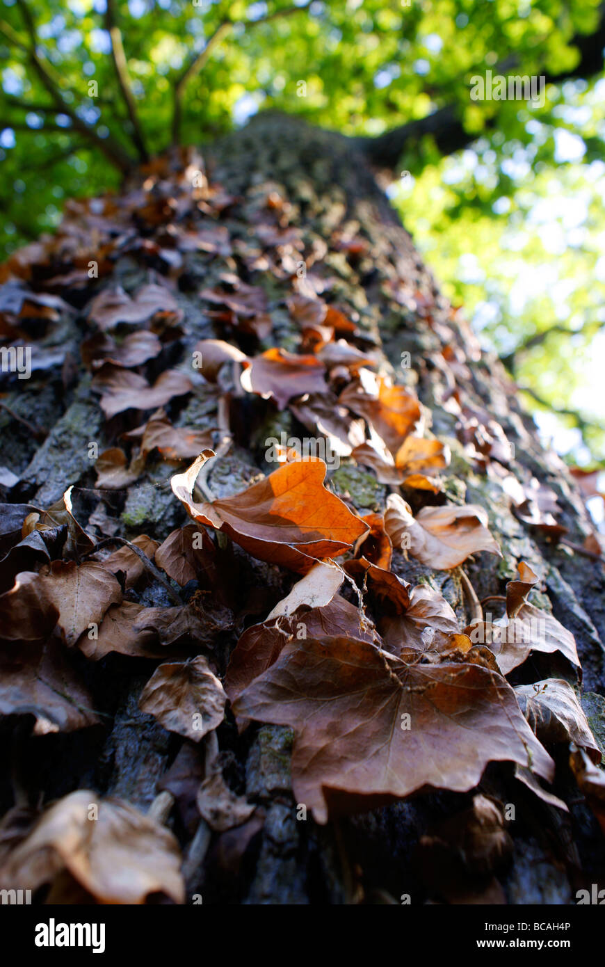 Up close dried out leaves with tree trunk fading into background to ...