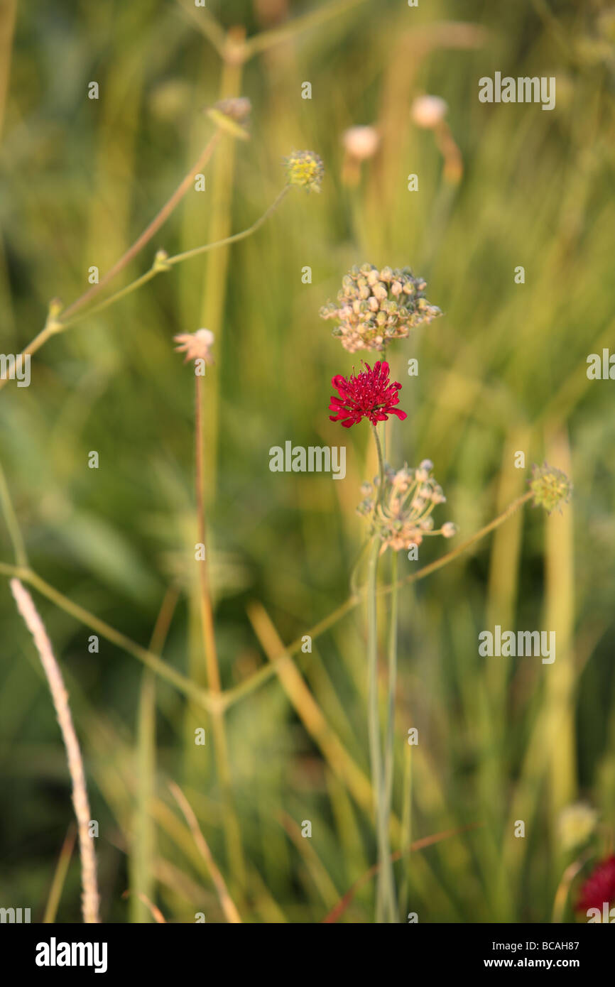 Fragile red flower hi-res stock photography and images - Alamy
