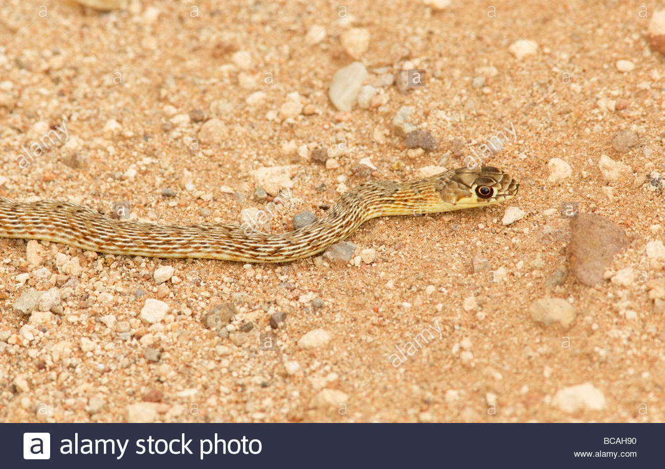 Masticophis High Resolution Stock Photography and Images - Alamy