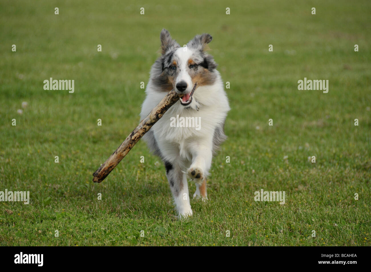 Sheltie puppy playing with stick Stock Photo - Alamy