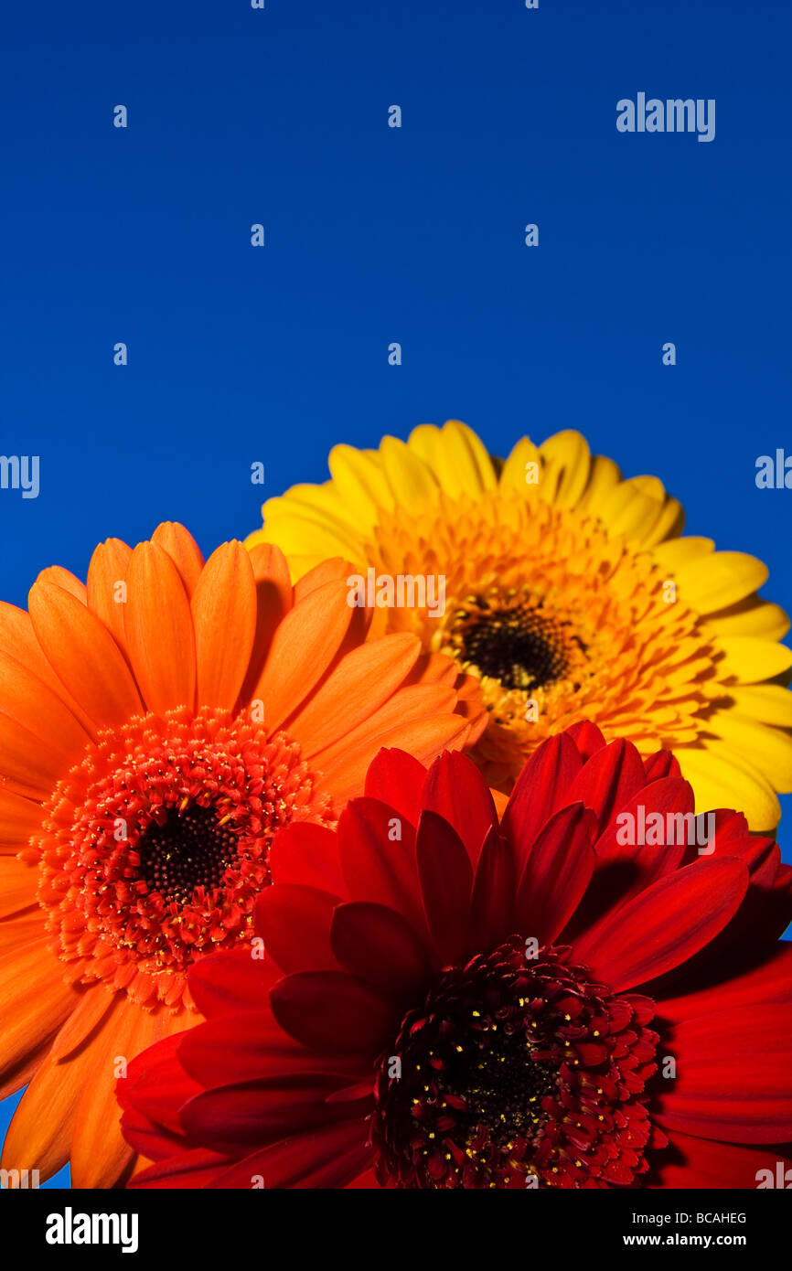 Three gerbera flowers hi-res stock photography and images - Alamy