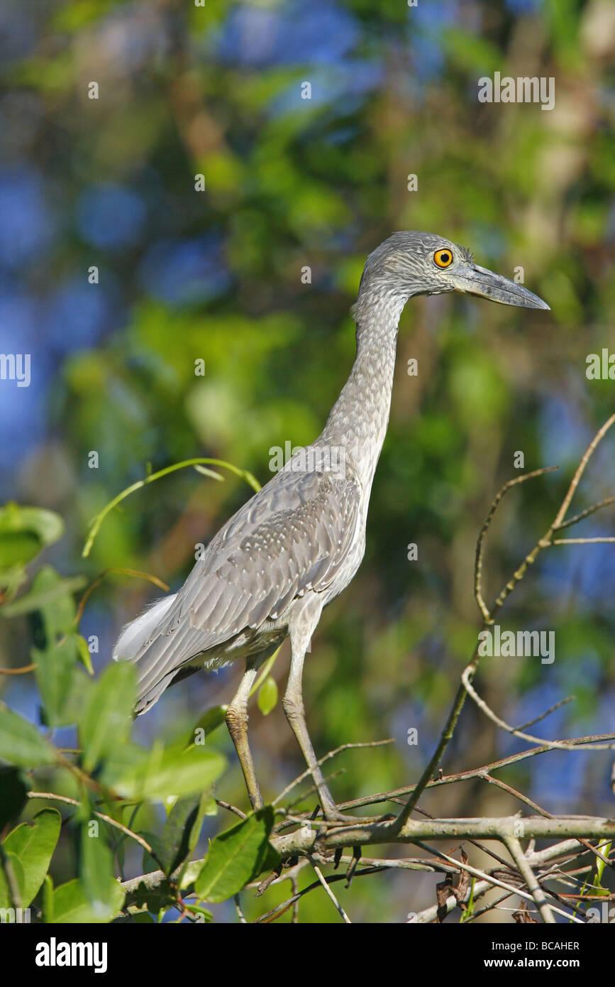 Bird with yellow feet hi-res stock photography and images - Alamy