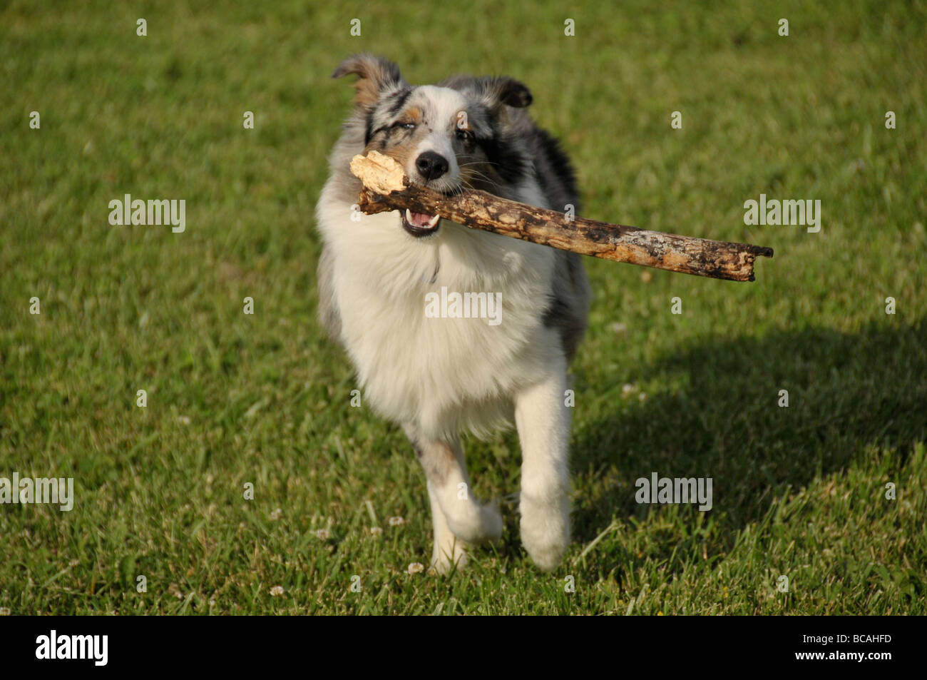 Sheltie puppy playing with stick Stock Photo - Alamy