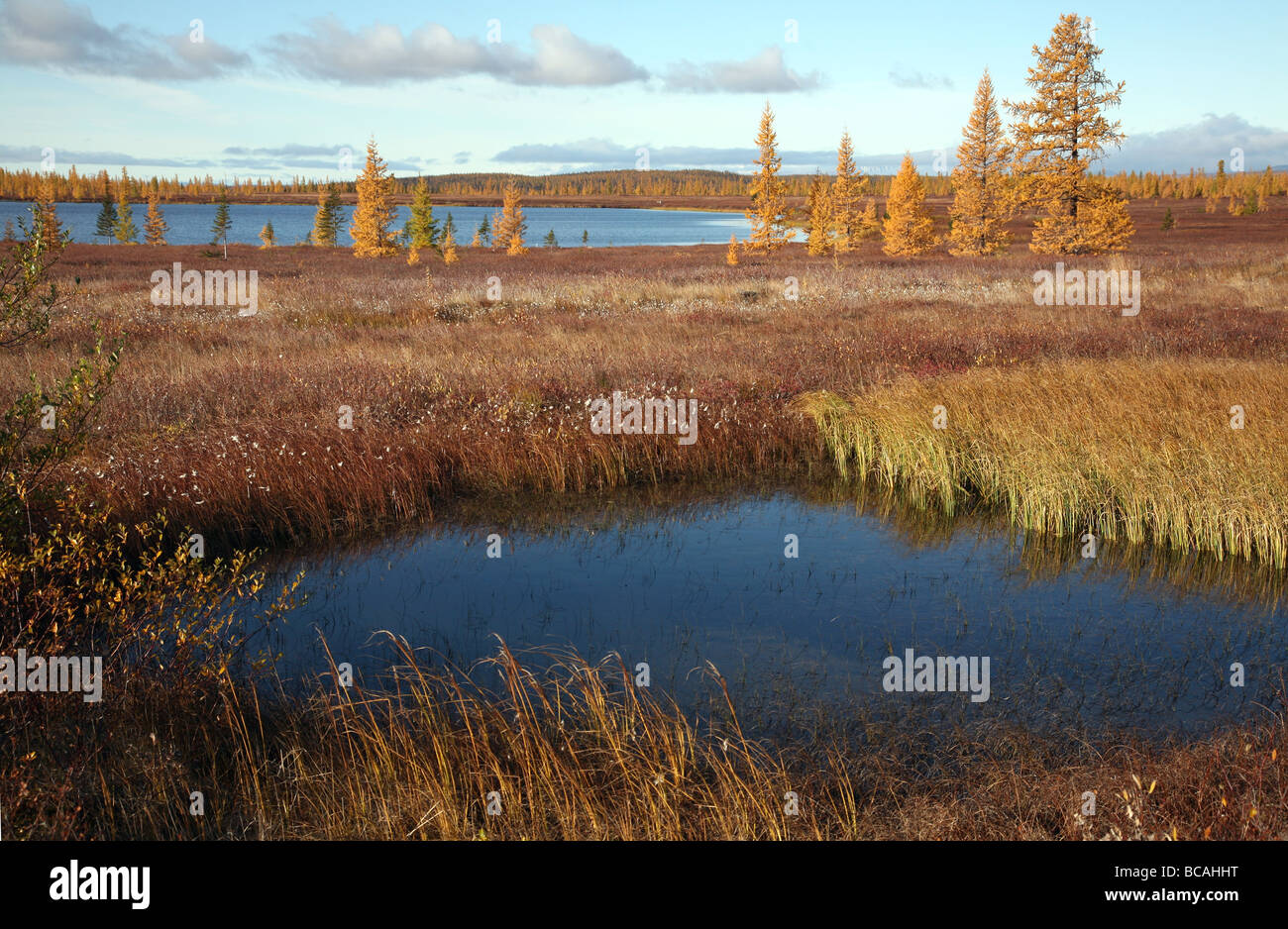 Yamal Peninsula, Tyumen region, North of West Siberia, Russia Stock ...