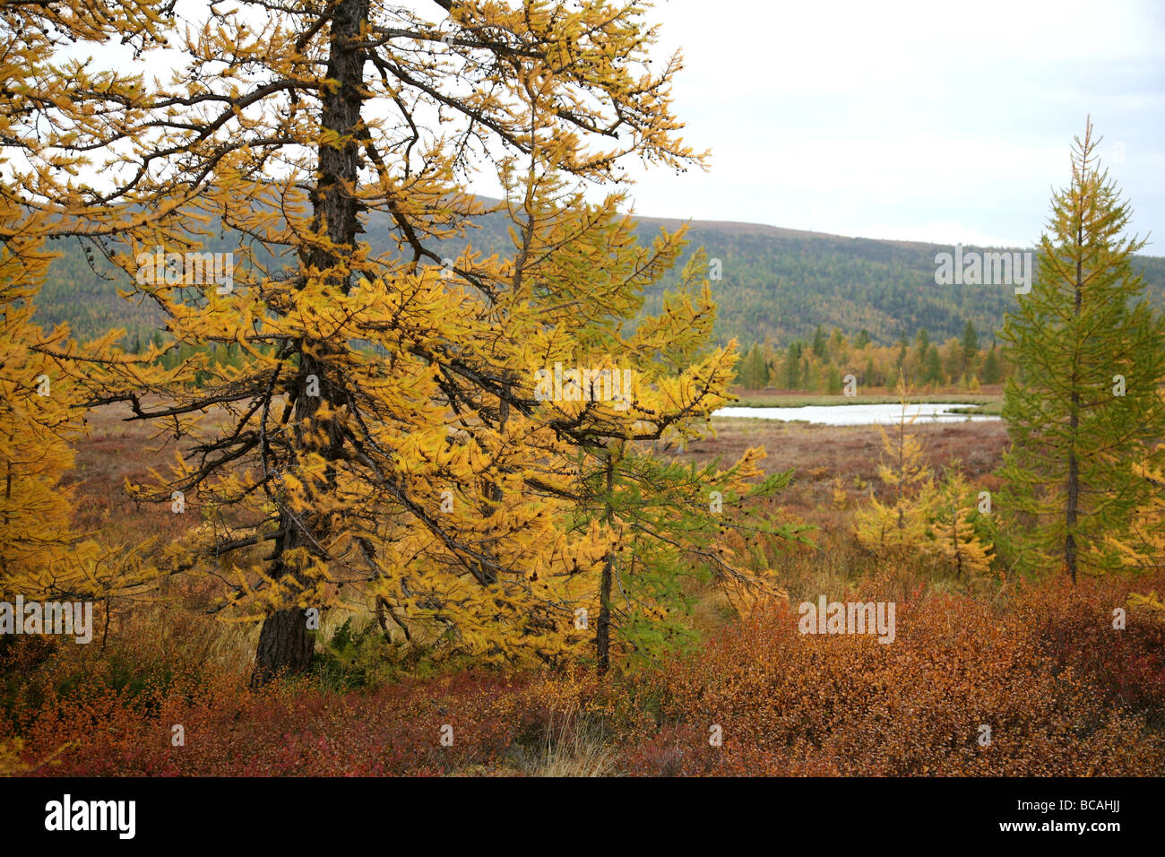 West of urals hi-res stock photography and images - Alamy