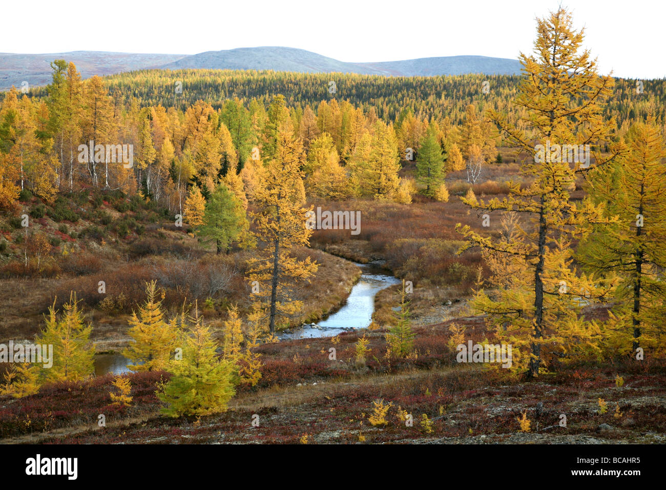 Polar Urals, Tyumen region, North of West Siberia, Russia Stock Photo ...