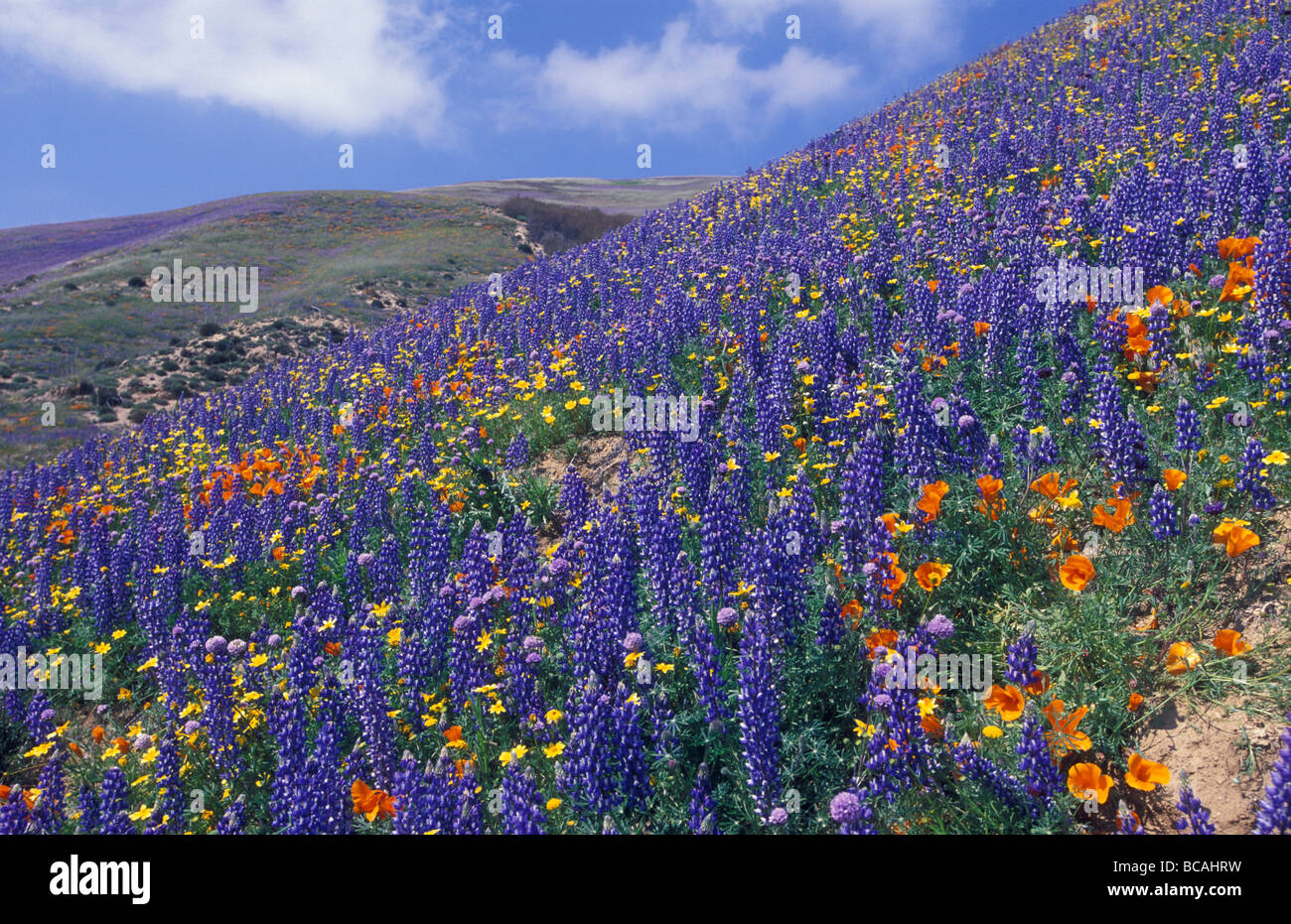 Impressionistic color: Coreopsis, Gilia, California Poppy and Lupine ...