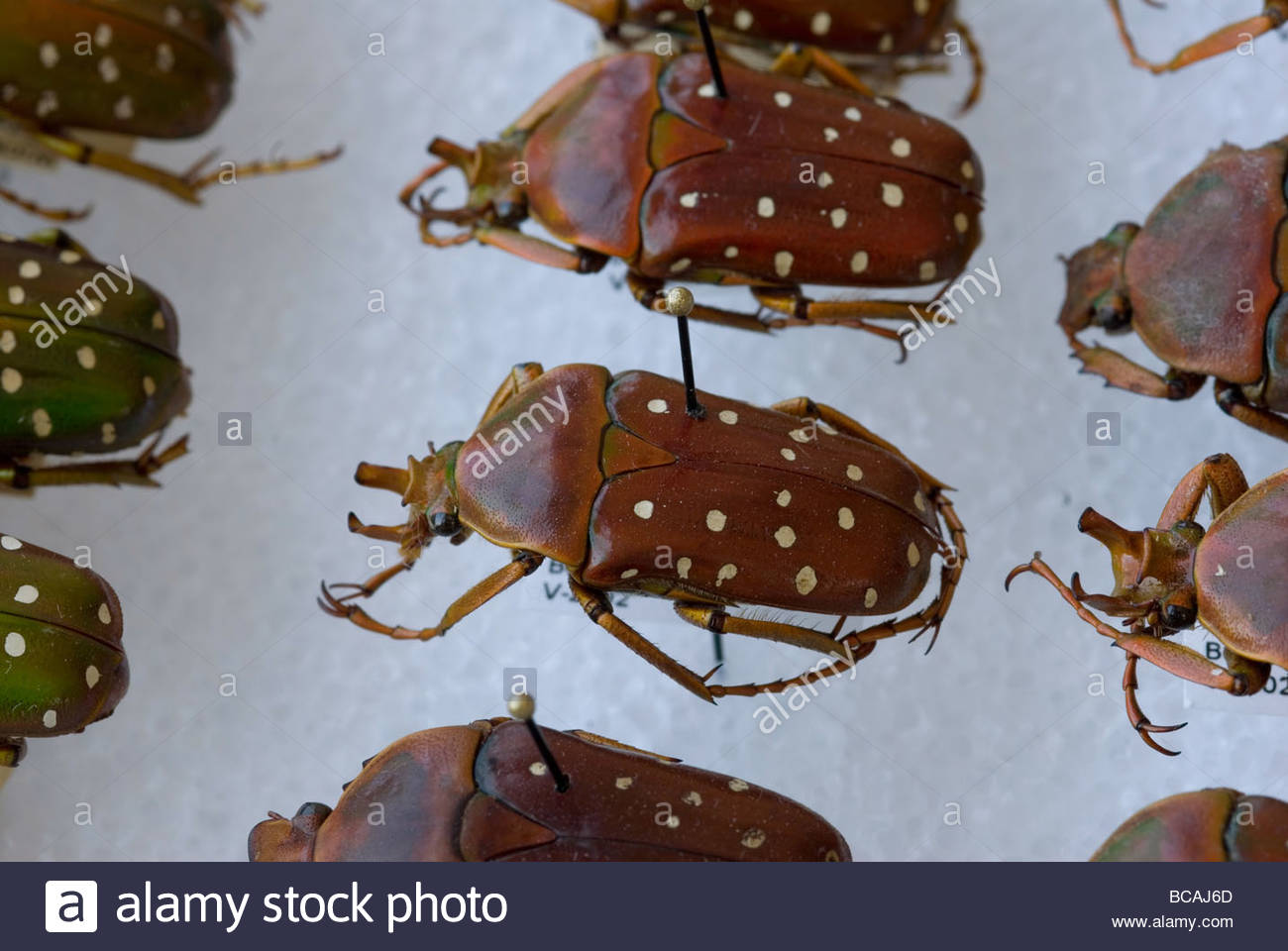 Jewel Scarab Beetle Stock Photos & Jewel Scarab Beetle Stock Images - Alamy