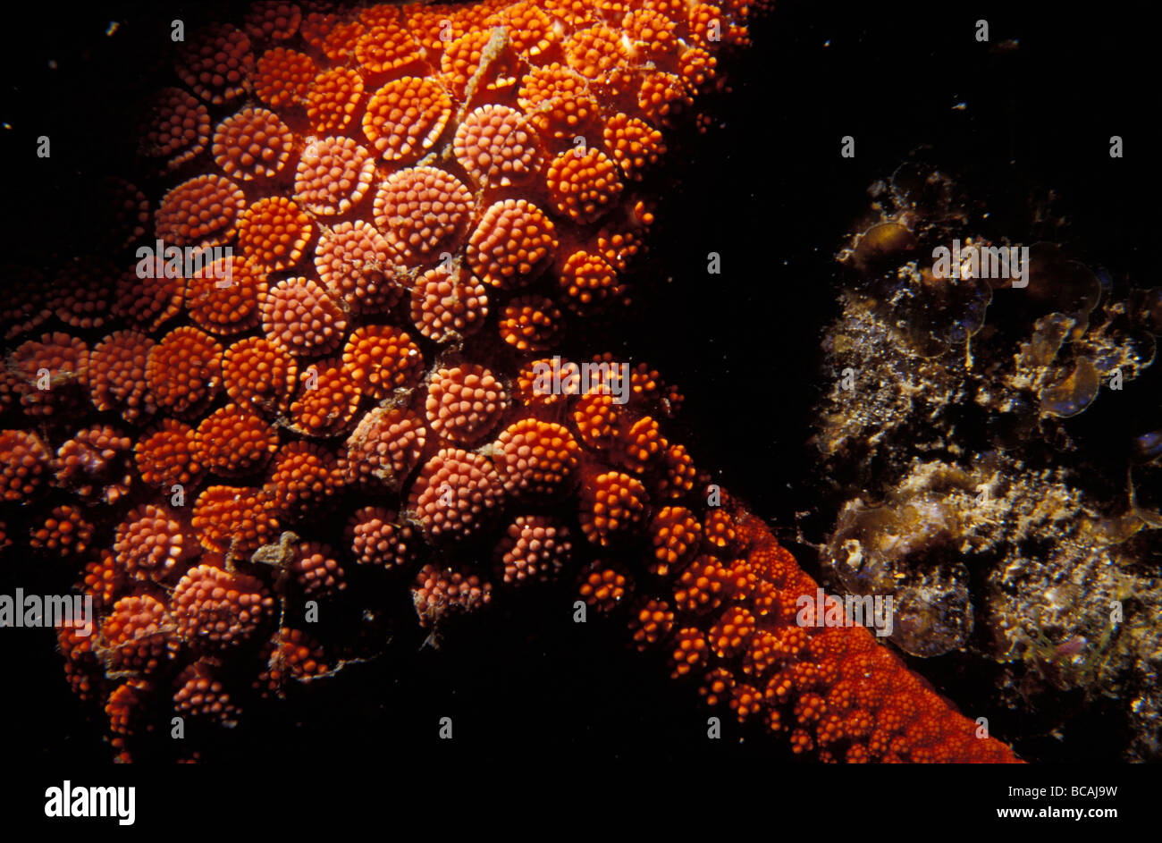Calcareous plates hi-res stock photography and images - Alamy