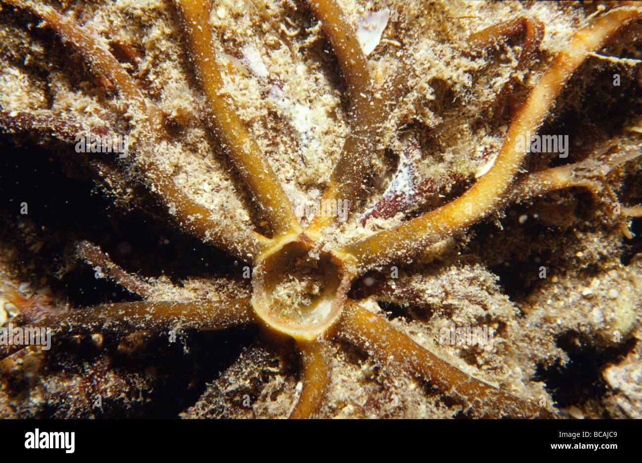 A powerful Kelp hold-fast clings to the reef after the plant is dead ...