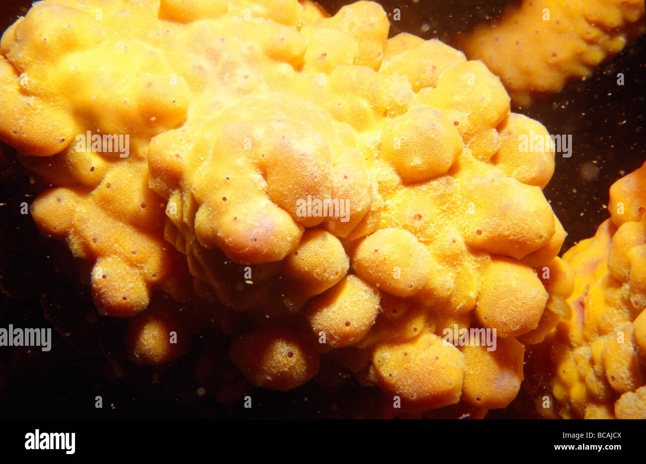 Phylum hi-res stock photography and images - Alamy