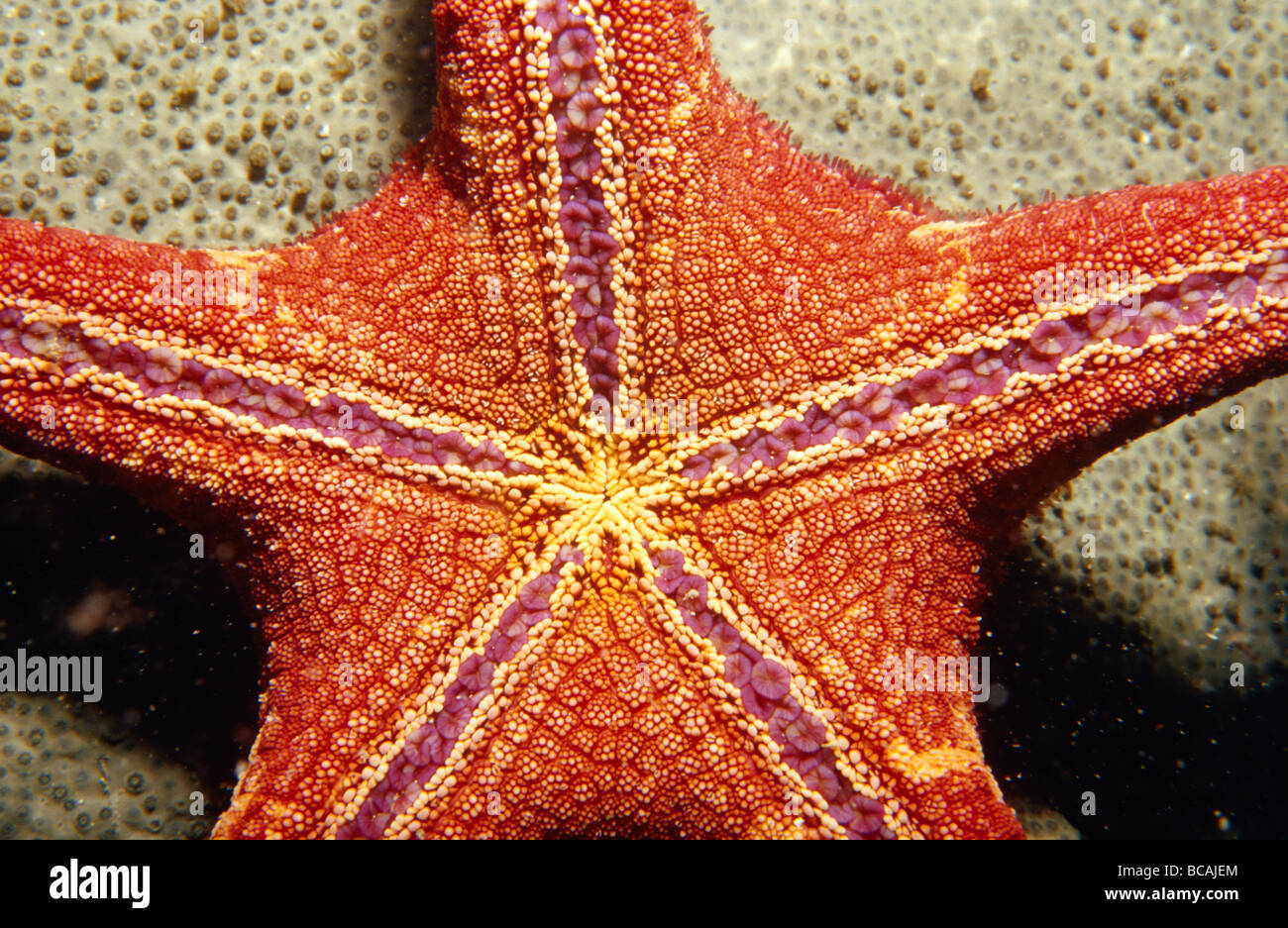 The alien legs and suckers of an Asterodiscides truncatus Sea Star ...