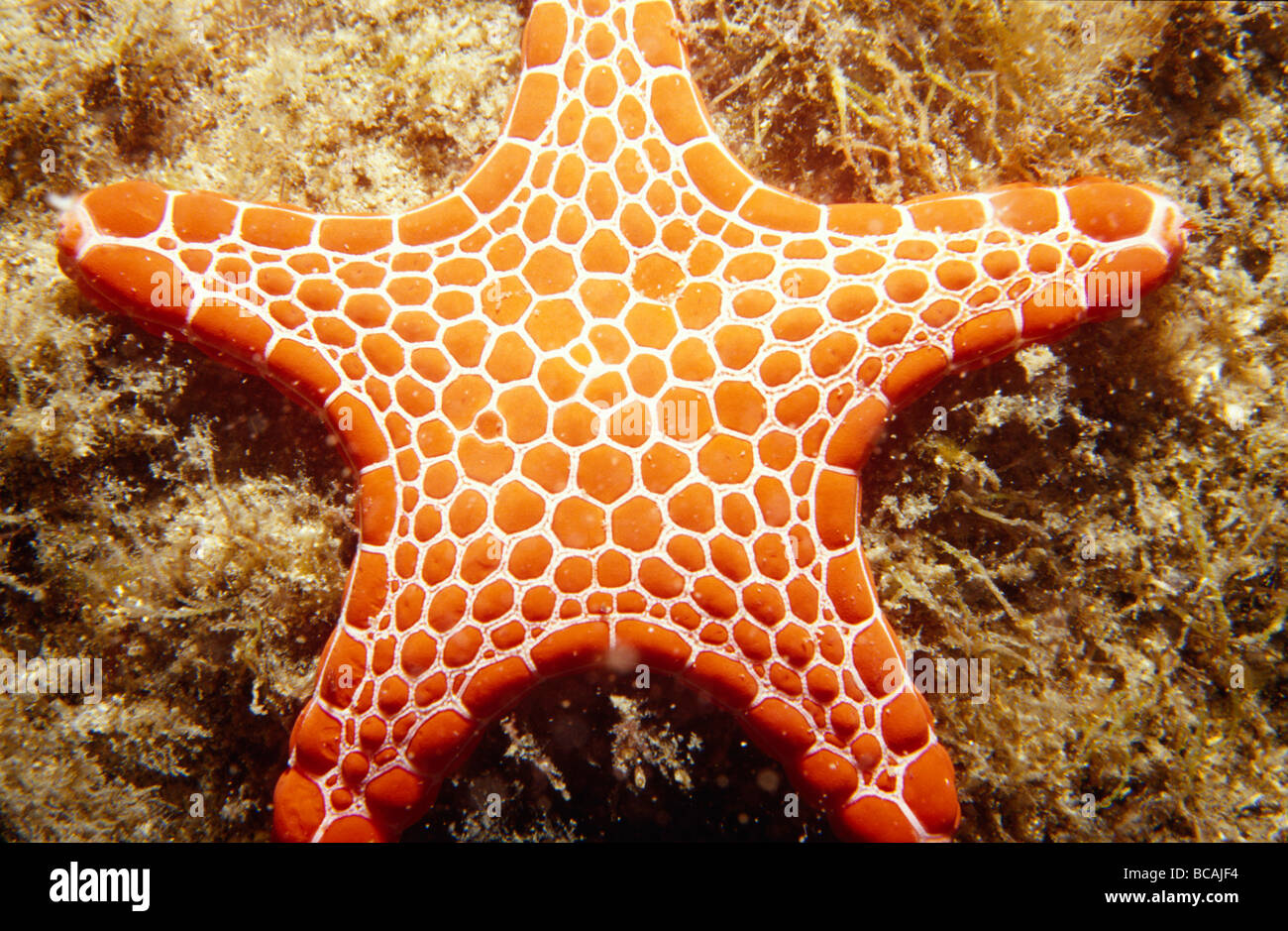 The wonderful bright textured patterns of a Brick Sea Star on a reef ...
