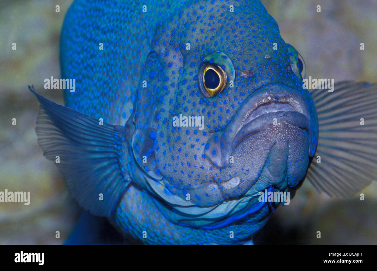 An intimidating Southern Blue Devil Fish displaying it's vivid spots ...