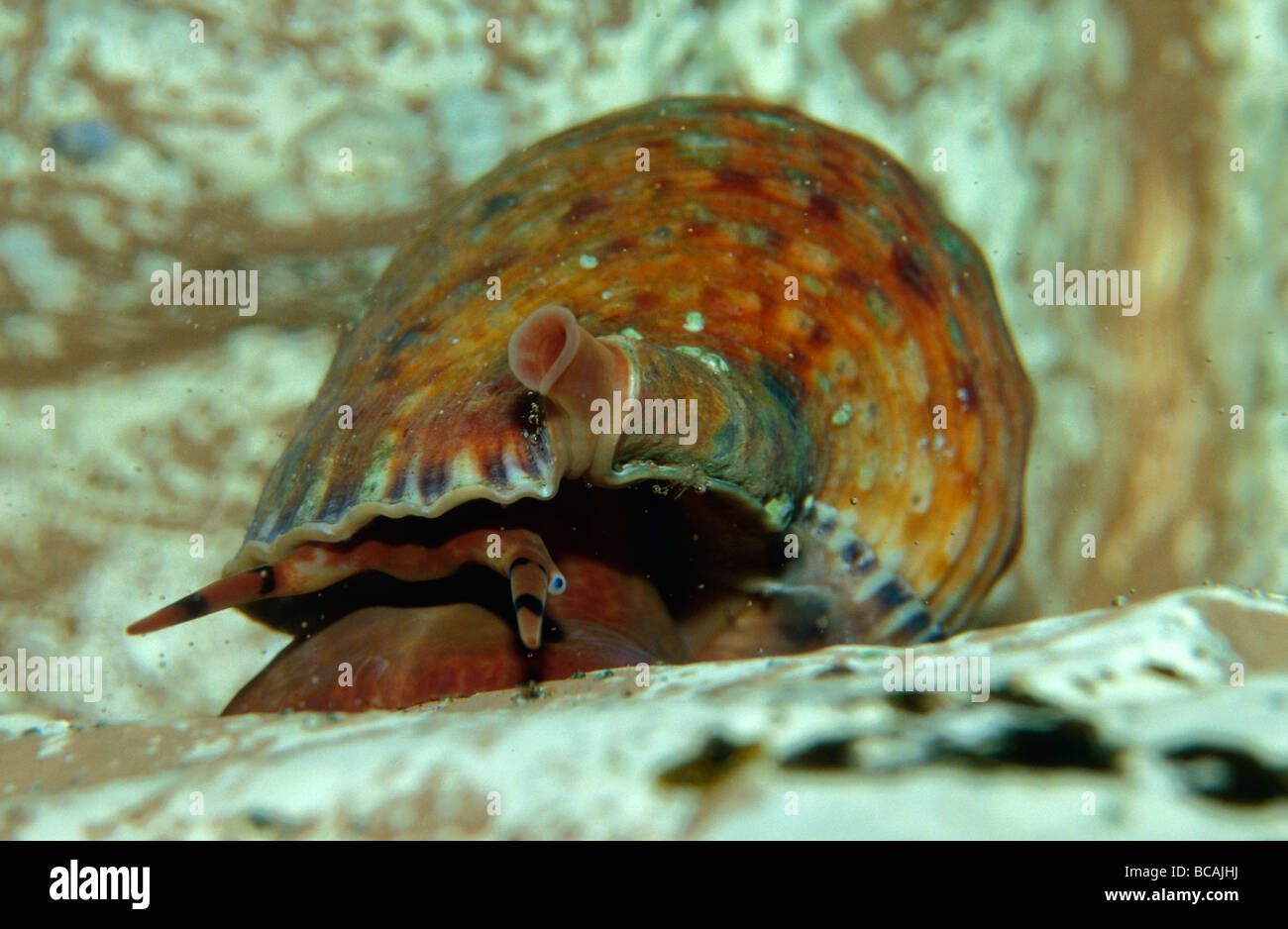 Rubicundra hi-res stock photography and images - Alamy