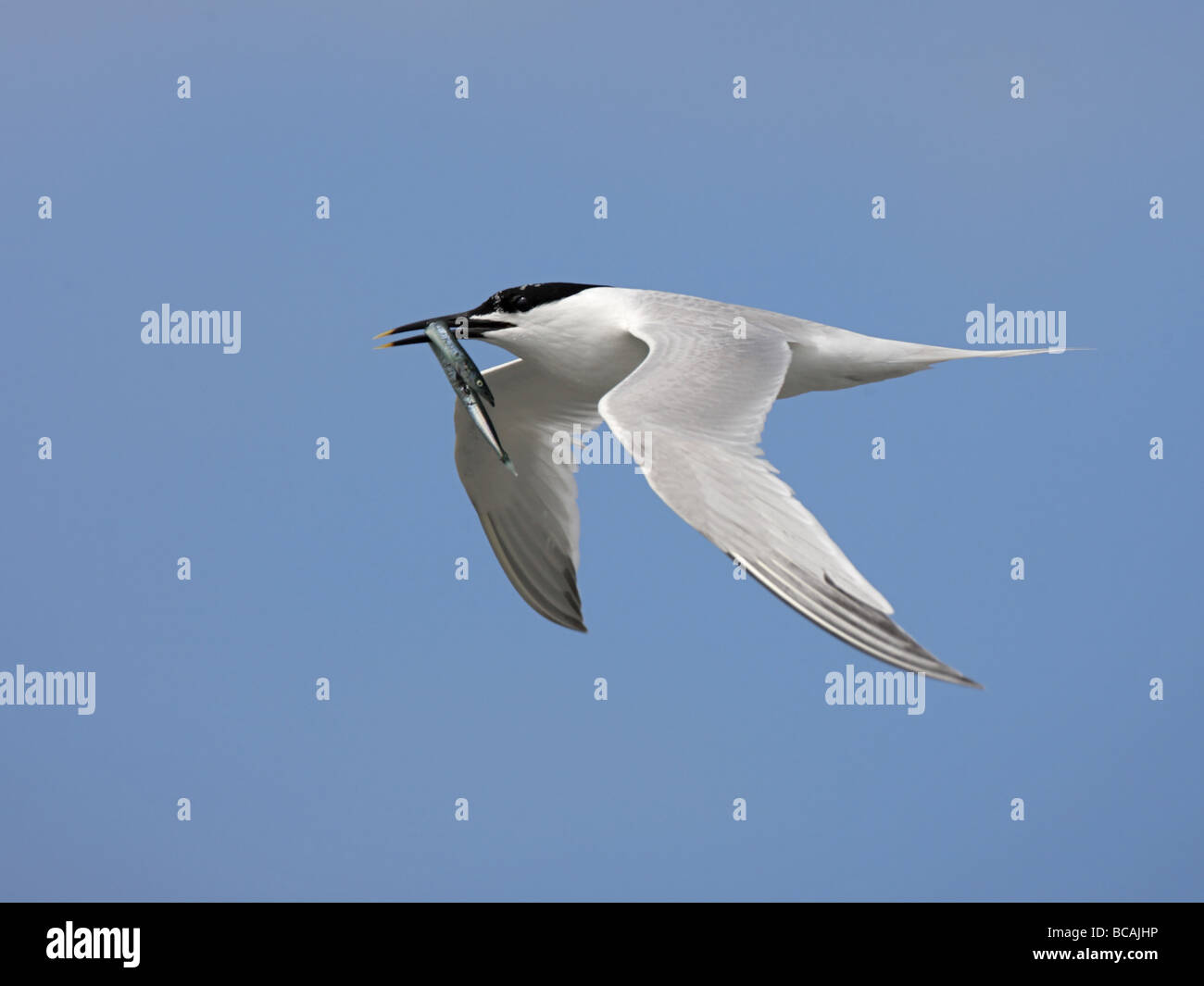 Single sand eel hi-res stock photography and images - Alamy