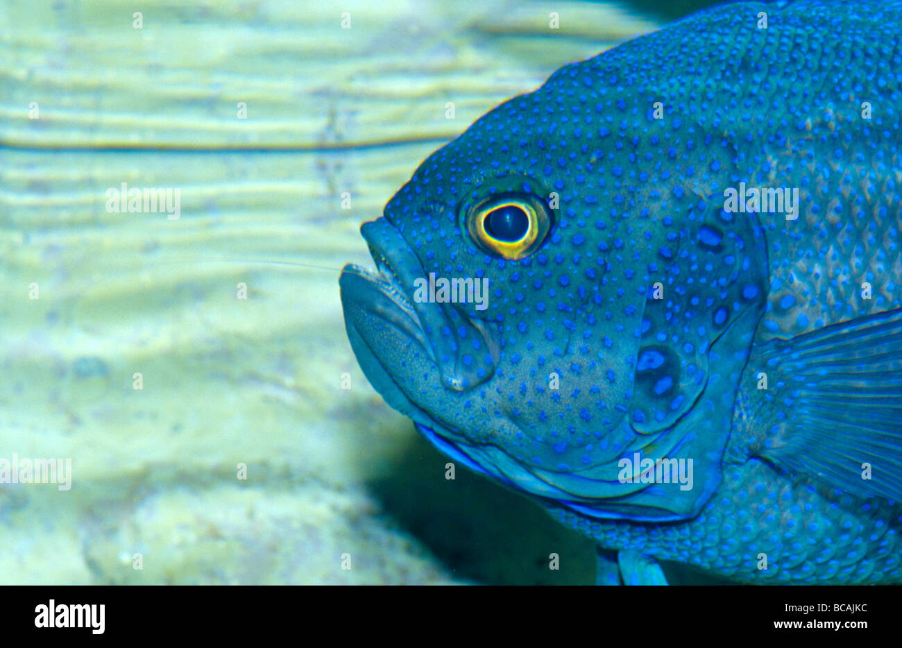 Island Of The Blue Dolphins Devilfish Facts