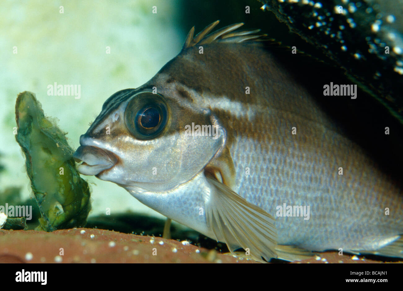A Red Morwong Fish emerges from it's shelter in an aquarium Stock Photo ...