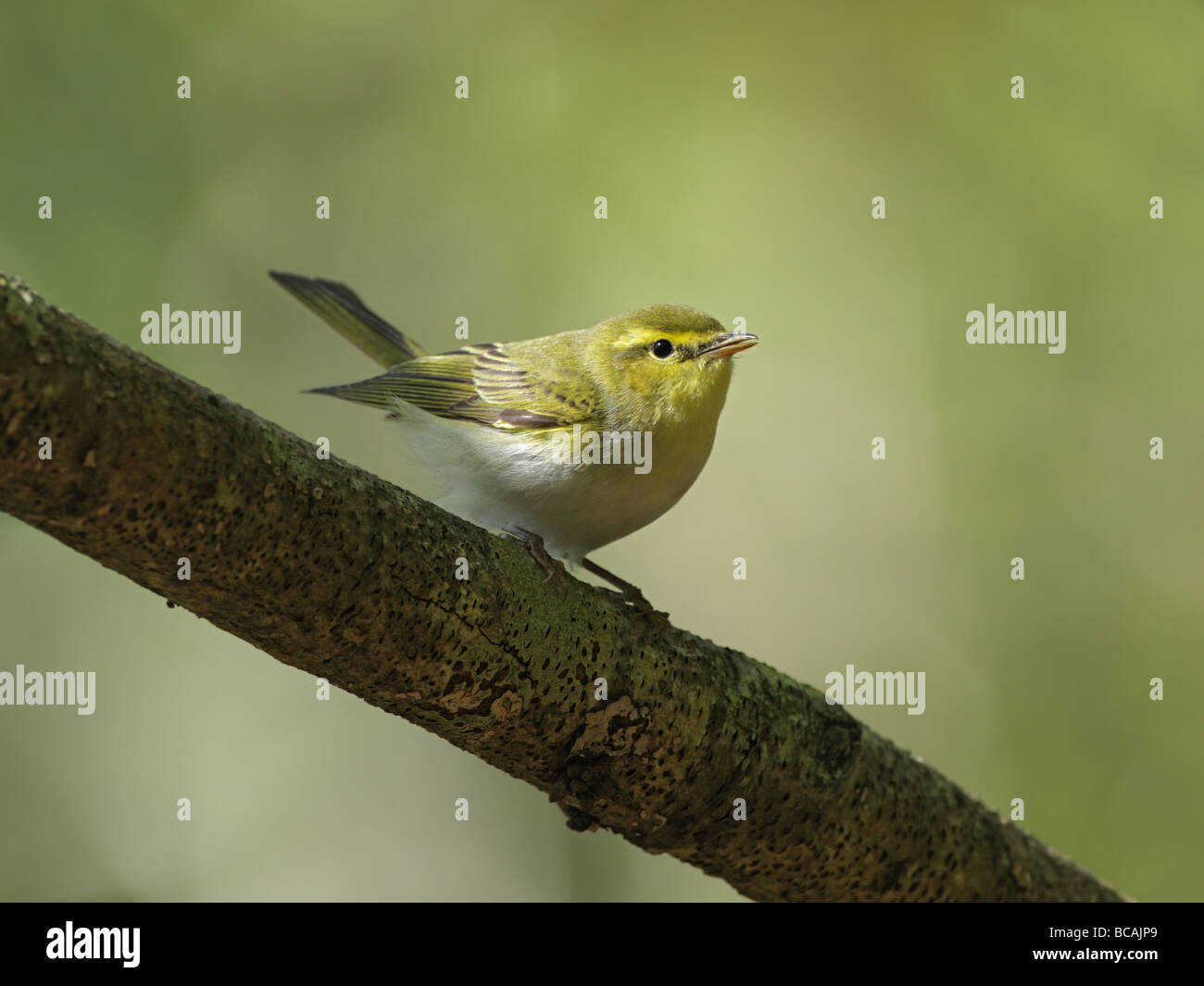 Warbler hi-res stock photography and images - Alamy