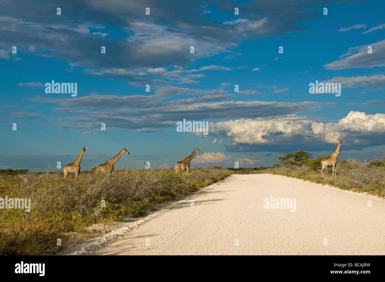 Giraffes (Giraffa camelopardalis) in Etosha National Park in Namibia ...
