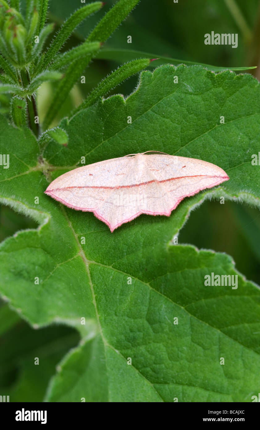 Blood vein moth hi-res stock photography and images - Alamy