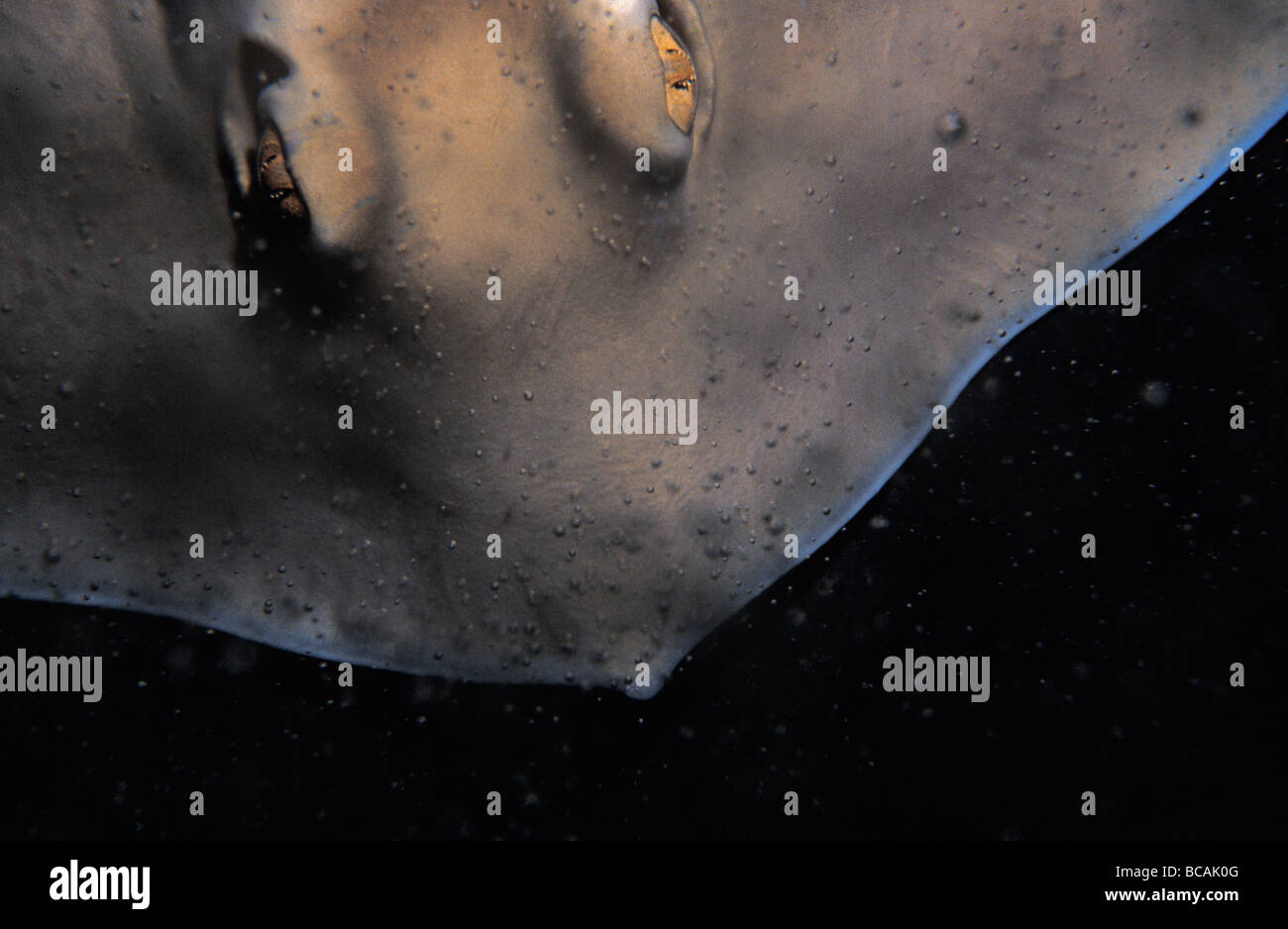 The golden eyes of a Sparcely Spotted Stingaree stare into the night ...