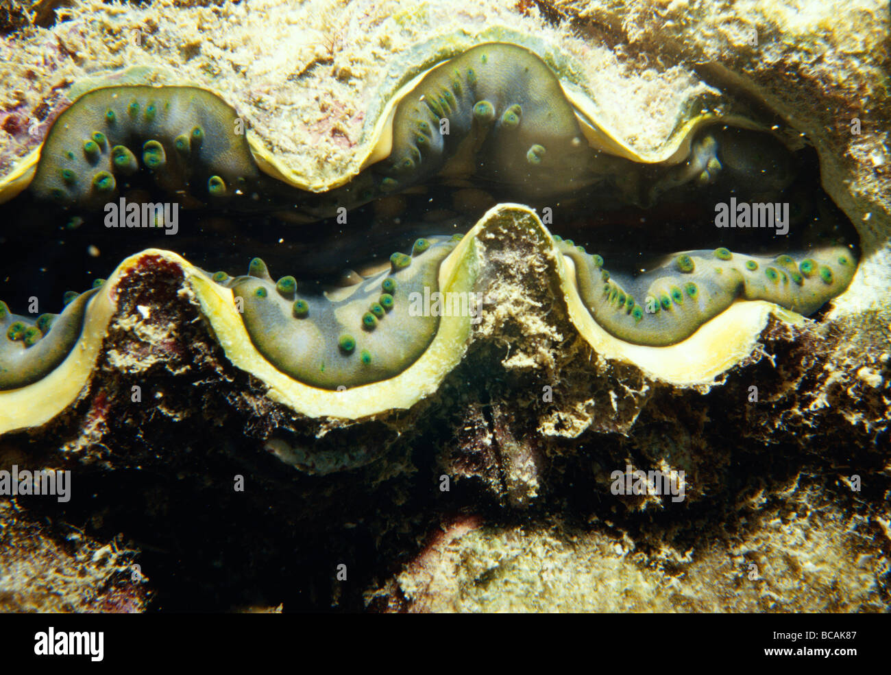 Open Giant Clam