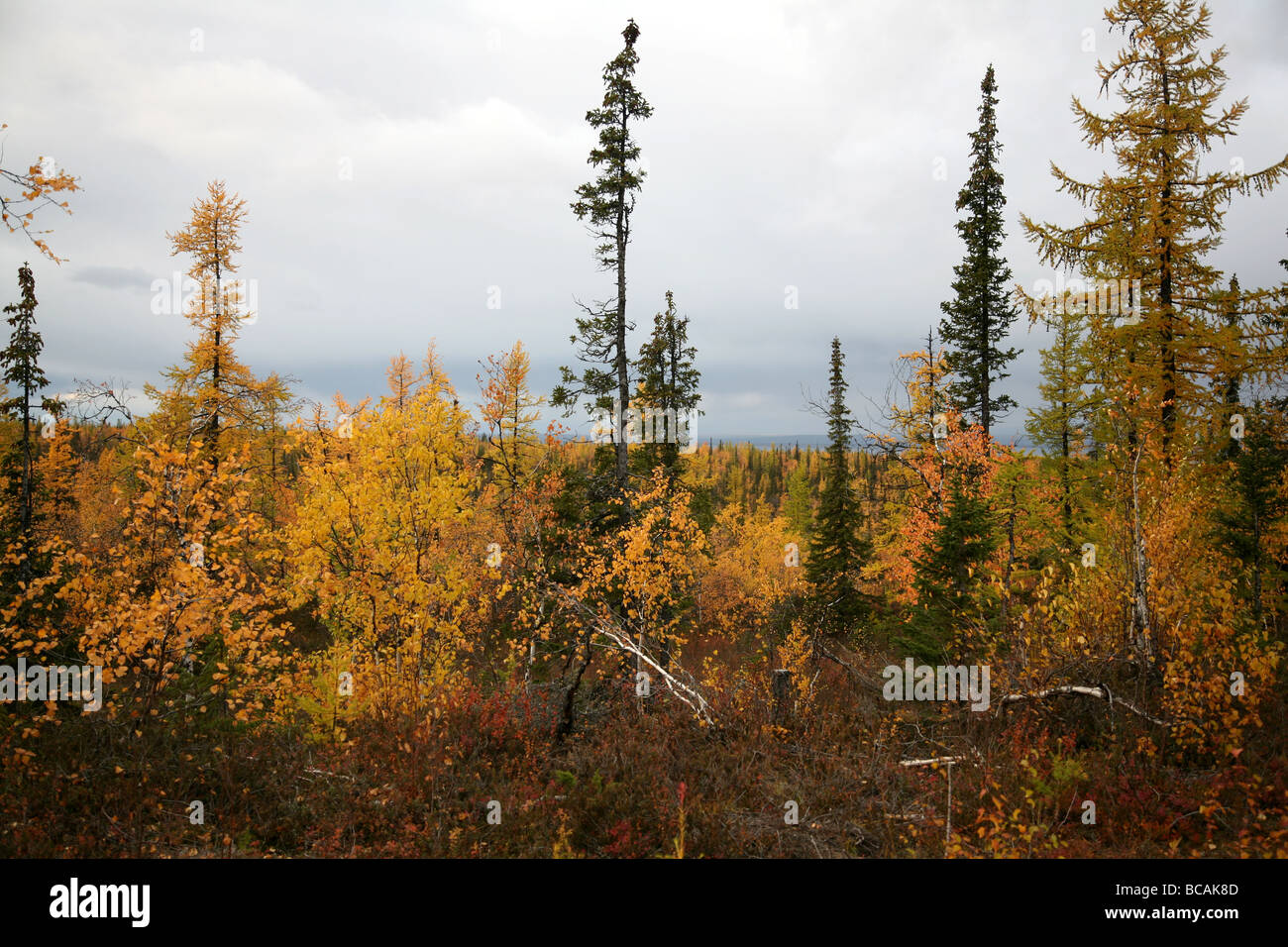 Yamal Peninsula, Tyumen region, North of West Siberia, Russia Stock ...