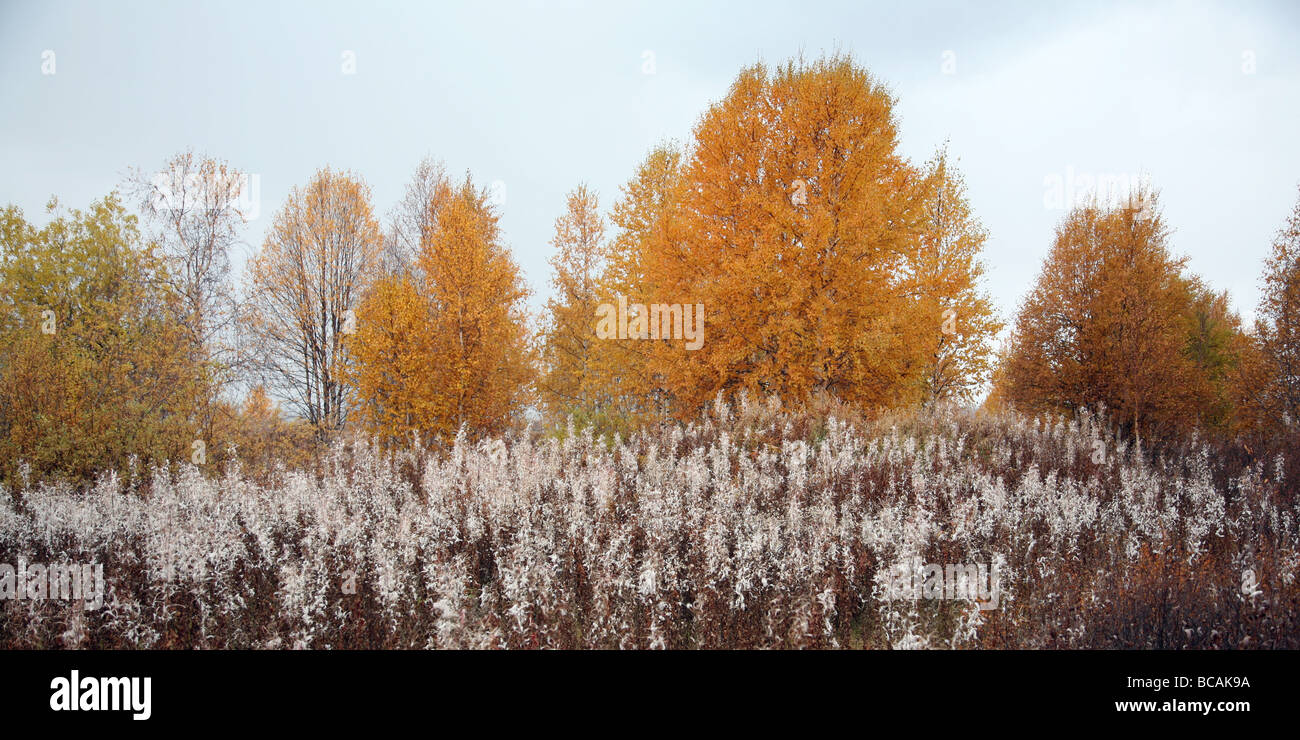 Yamal Peninsula, Tyumen region, North of West Siberia, Russia Stock ...