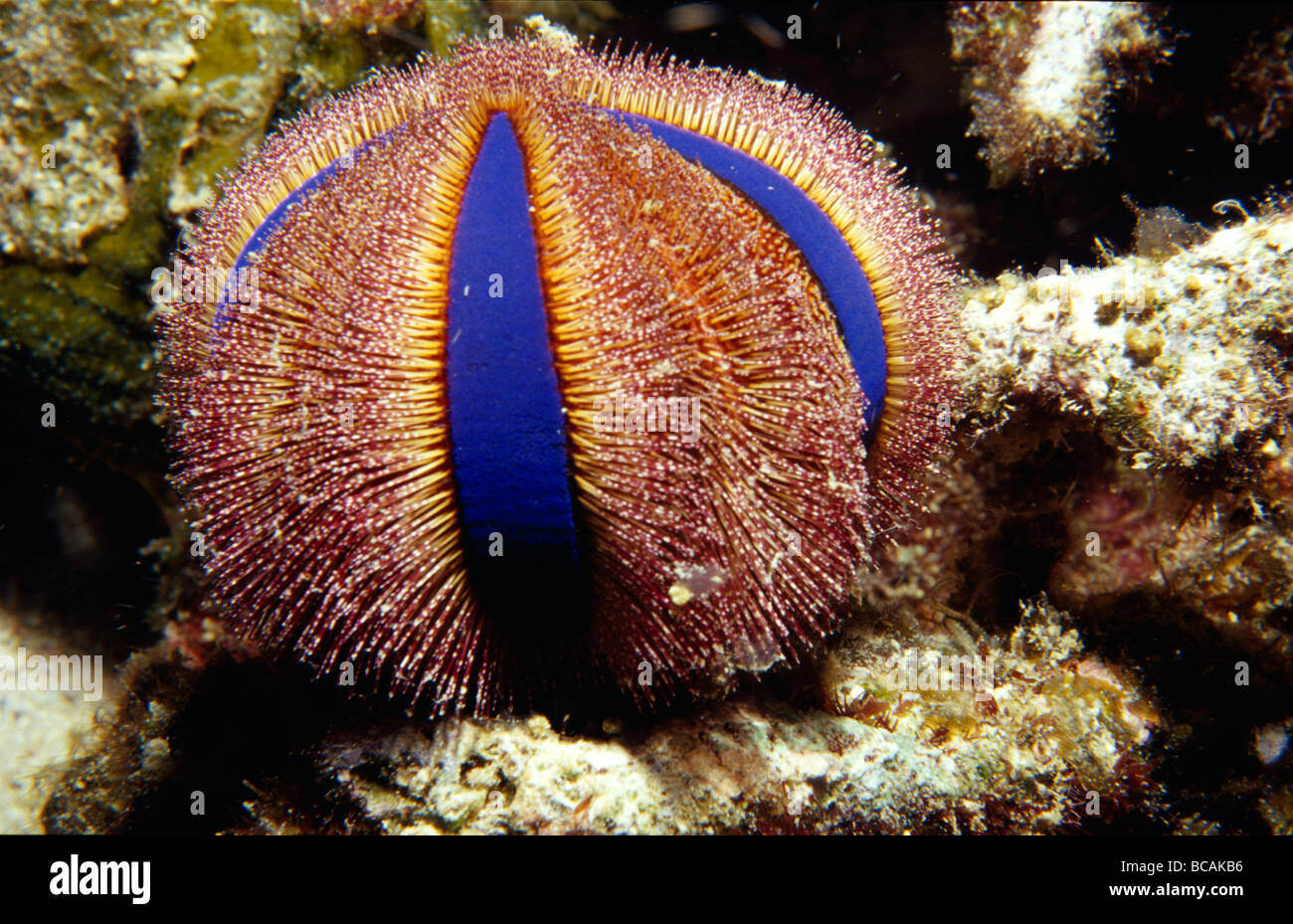 Globe sea urchin hi-res stock photography and images - Alamy