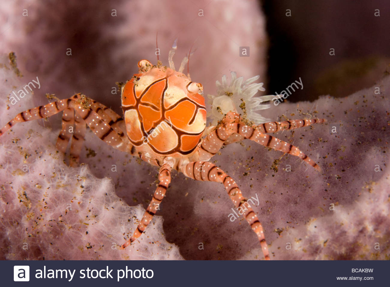 Boxer Crab Stock Photos & Boxer Crab Stock Images - Alamy