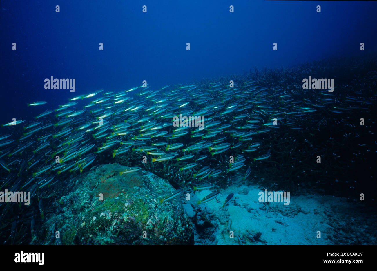 A swarming shoal of Two Spotted Banded Snappers, Lutjanus ...