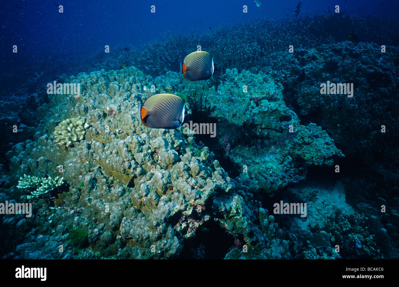 Red tailed butterfly fish hi-res stock photography and images - Alamy