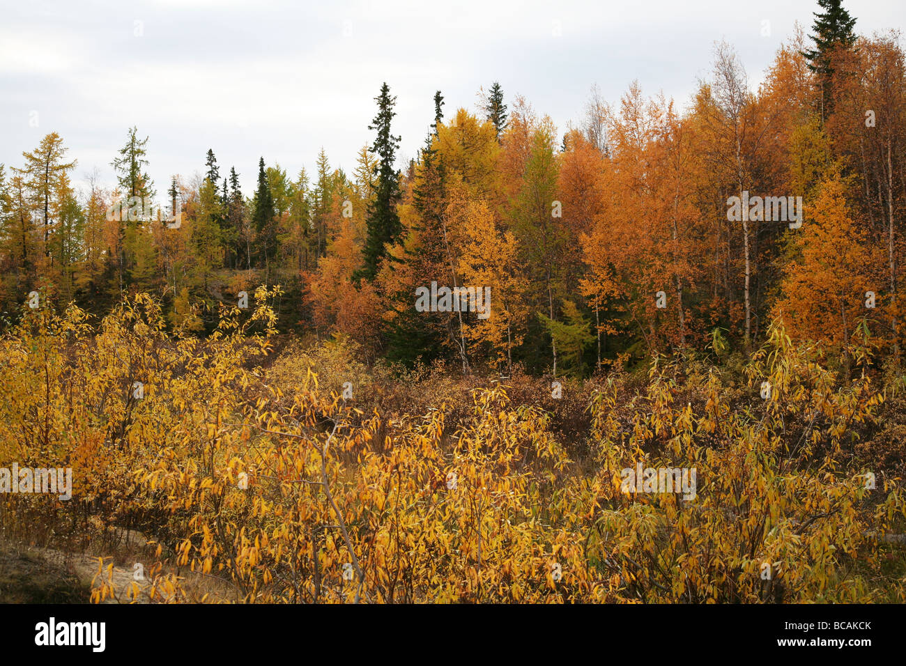 Yamal Peninsula, Tyumen region, North of West Siberia, Russia Stock ...