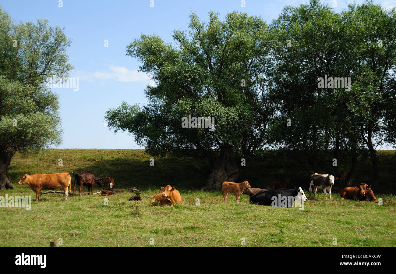 Calf shade hi-res stock photography and images - Alamy
