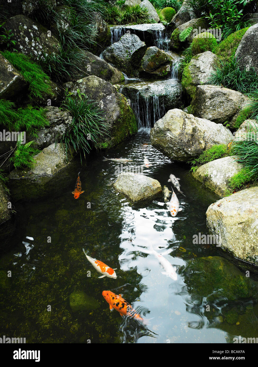 fish in pond Stock Photo - Alamy