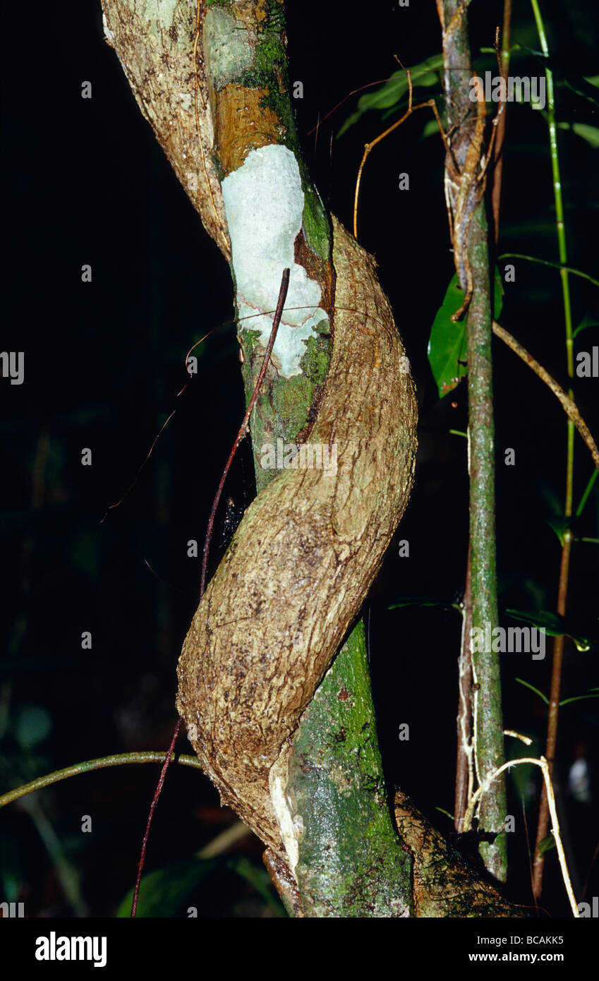 A Strangler Fig vine wrapped around a thin tree trunk Stock Photo - Alamy
