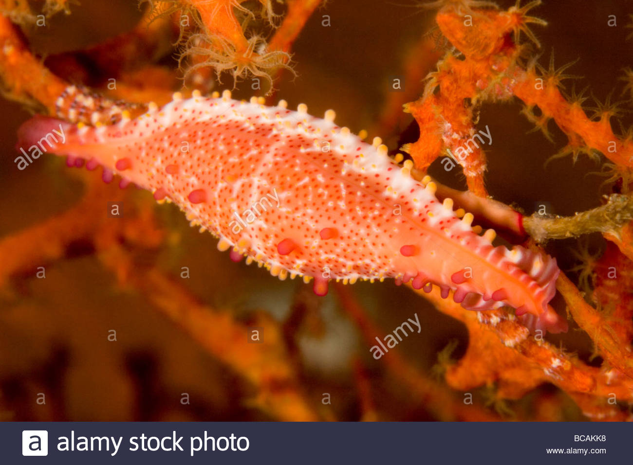 Spindle Snail Stock Photos & Spindle Snail Stock Images - Alamy