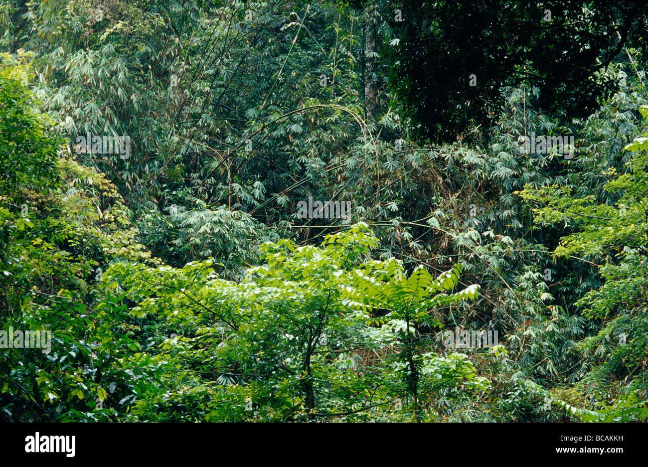 Verdant dense tropical rainforest mid-level canopy and understorey ...