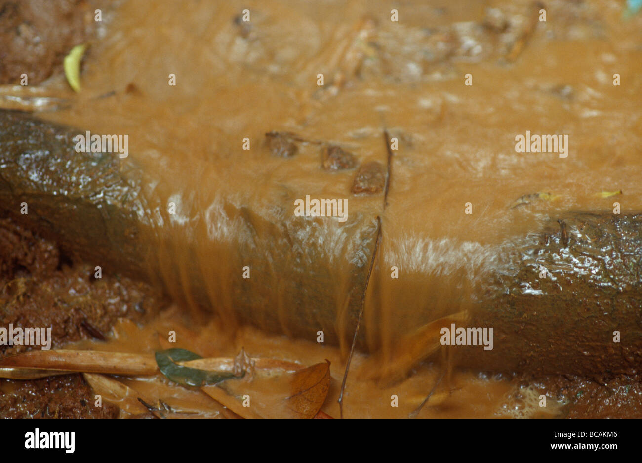 Muddy water spills over the rim of a garden bed during a downpour Stock ...