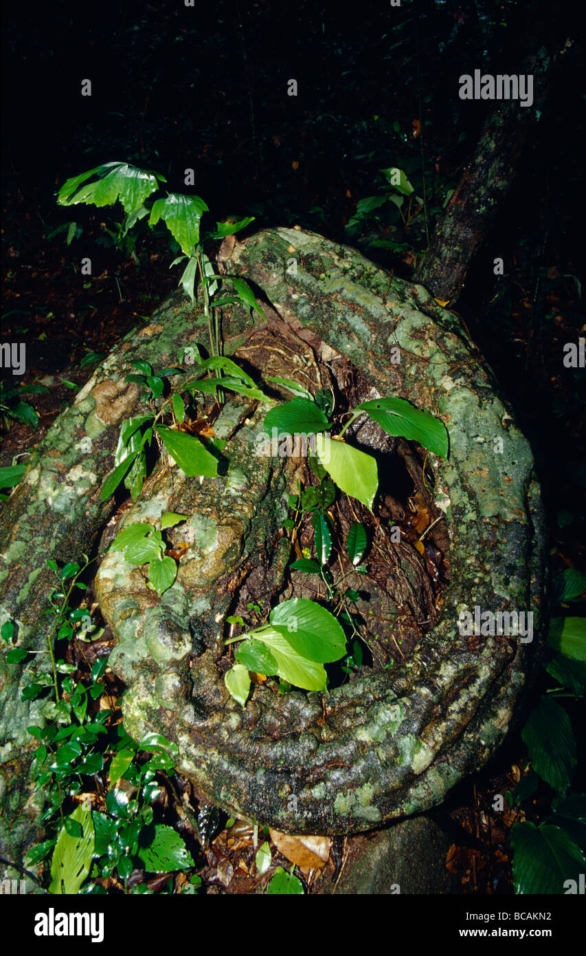 A rainforest strangler vine growing over a tree stump Stock Photo - Alamy