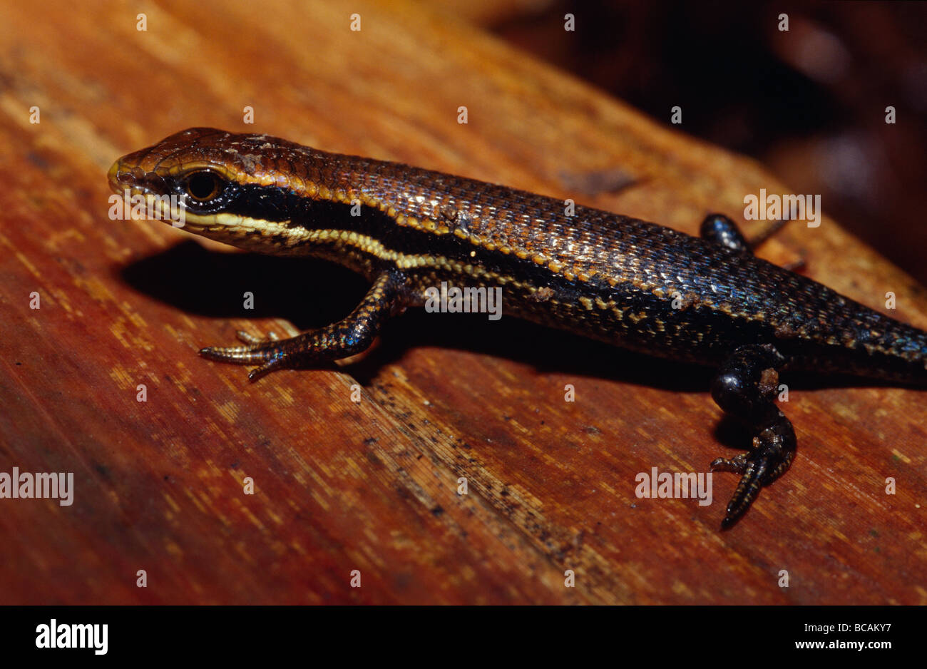 Speckled forest skink hi-res stock photography and images - Alamy