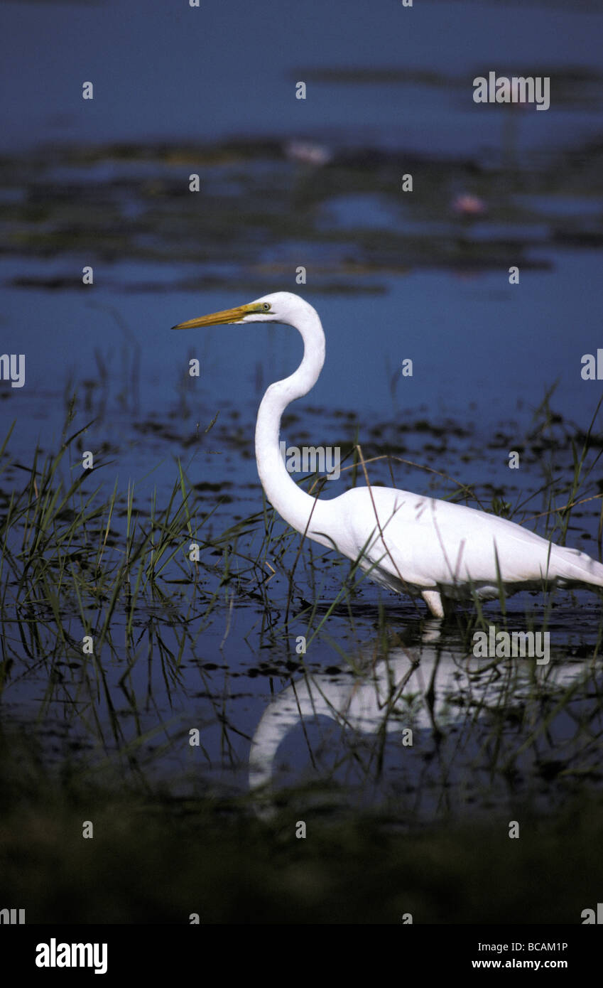 Australian great egret hi-res stock photography and images - Alamy